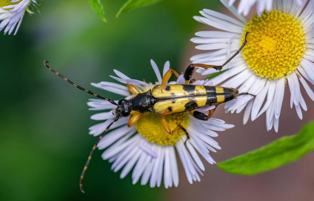 Actions for Insects - Wissen über Insekten