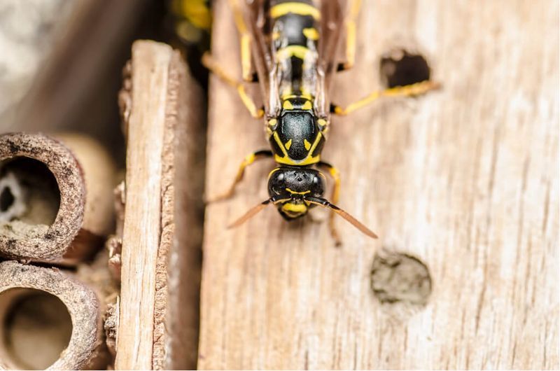 Actions for Insects - For learners and teachers