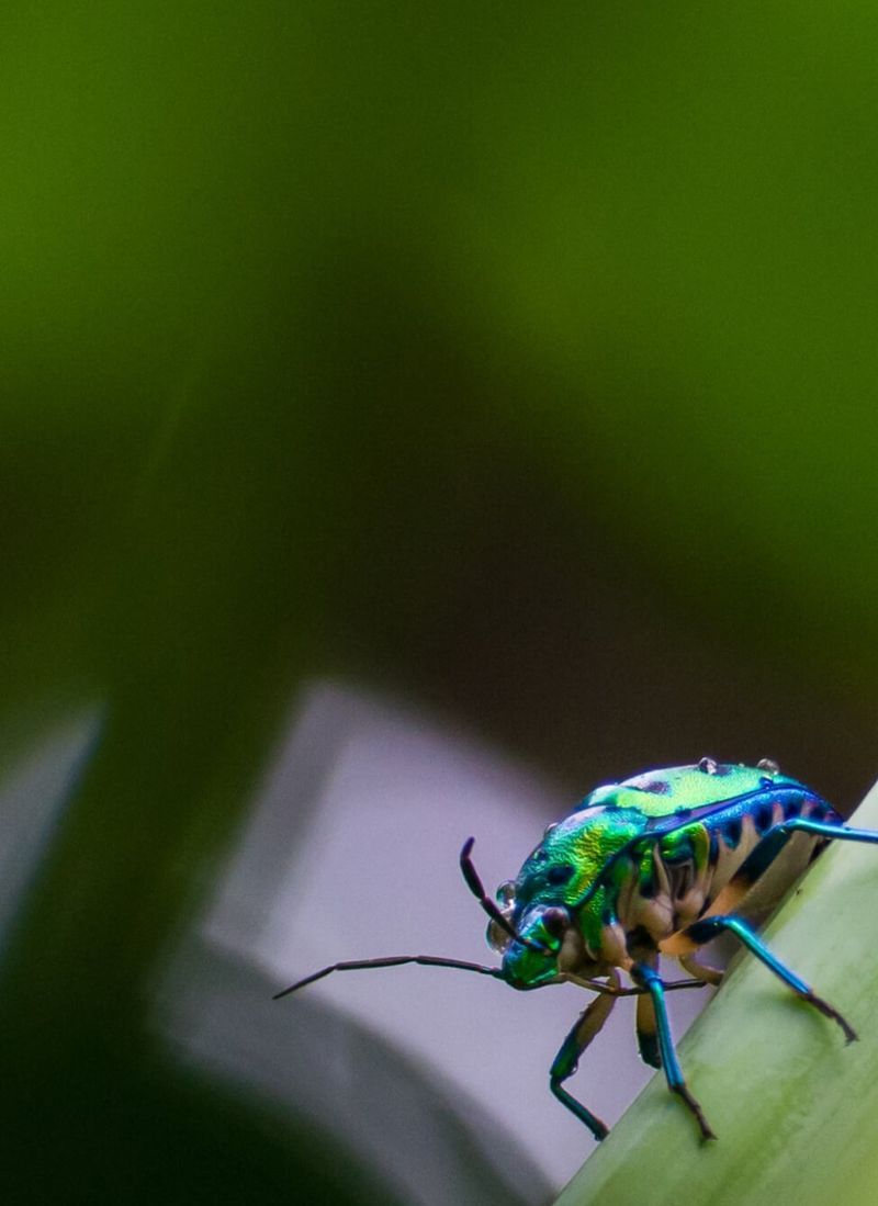 Actions for Insects - For learners and teachers