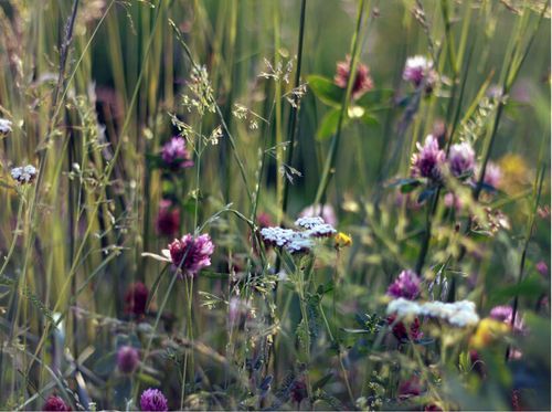 Actions for Insects - For learners and teachers