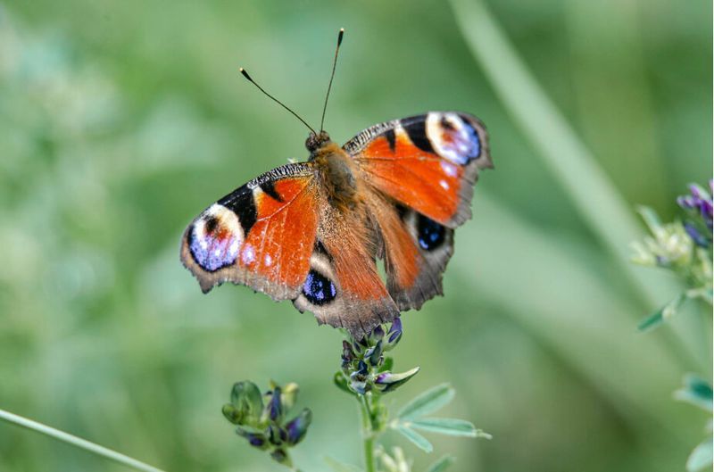 Lär dig om insekter