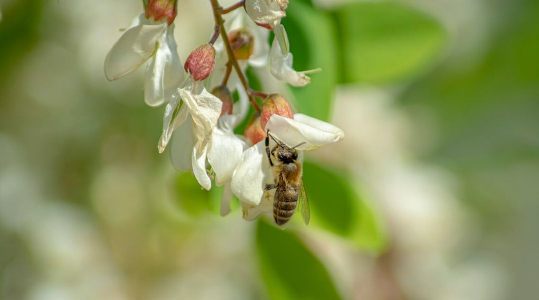 Lär dig om insekter