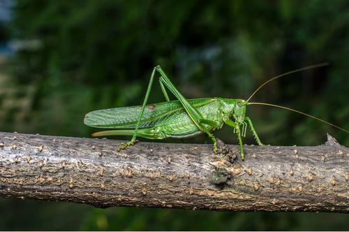 Actions for Insects - Wissen über Insekten