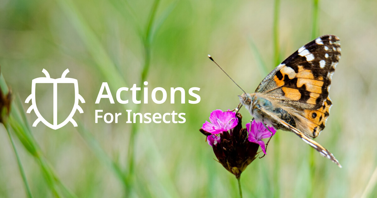 Actions for Insects - For learners and teachers