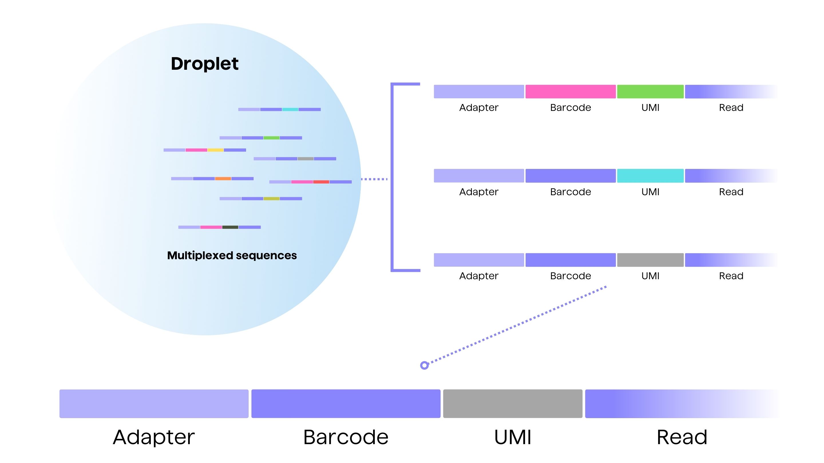 Single-cell sequencing technologies in antibody research