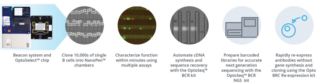 Bruker Cellular Analysis Beacon® Data in PipeBio Software