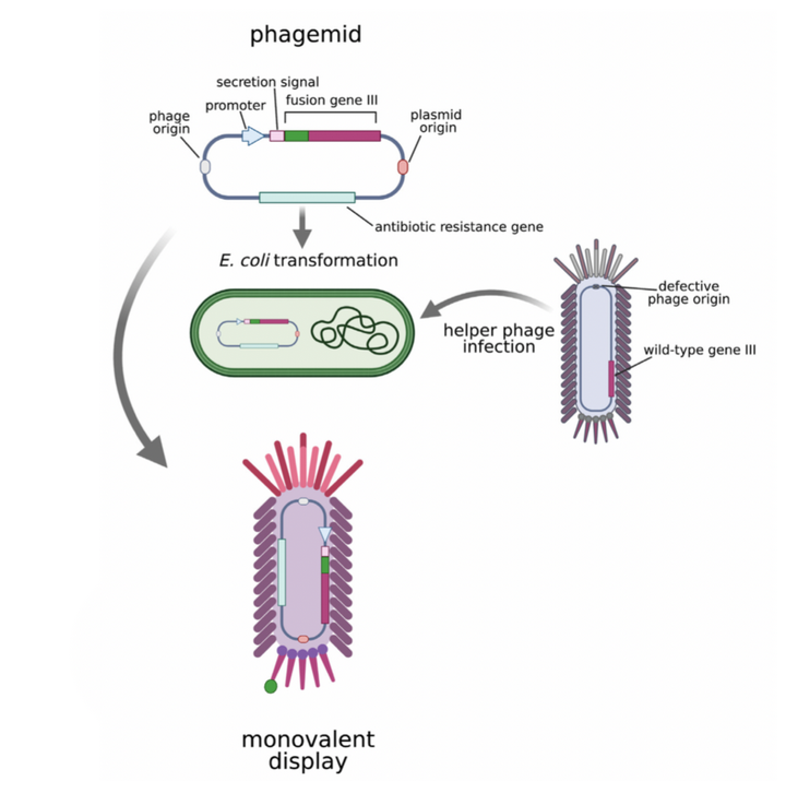 Selecting antibodies with phage display technology