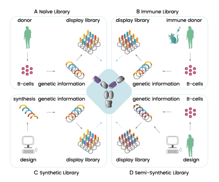 Selecting antibodies with phage display technology