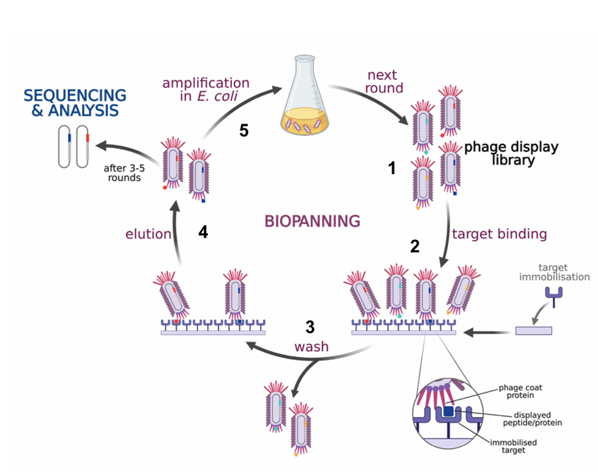 Selecting antibodies with phage display technology
