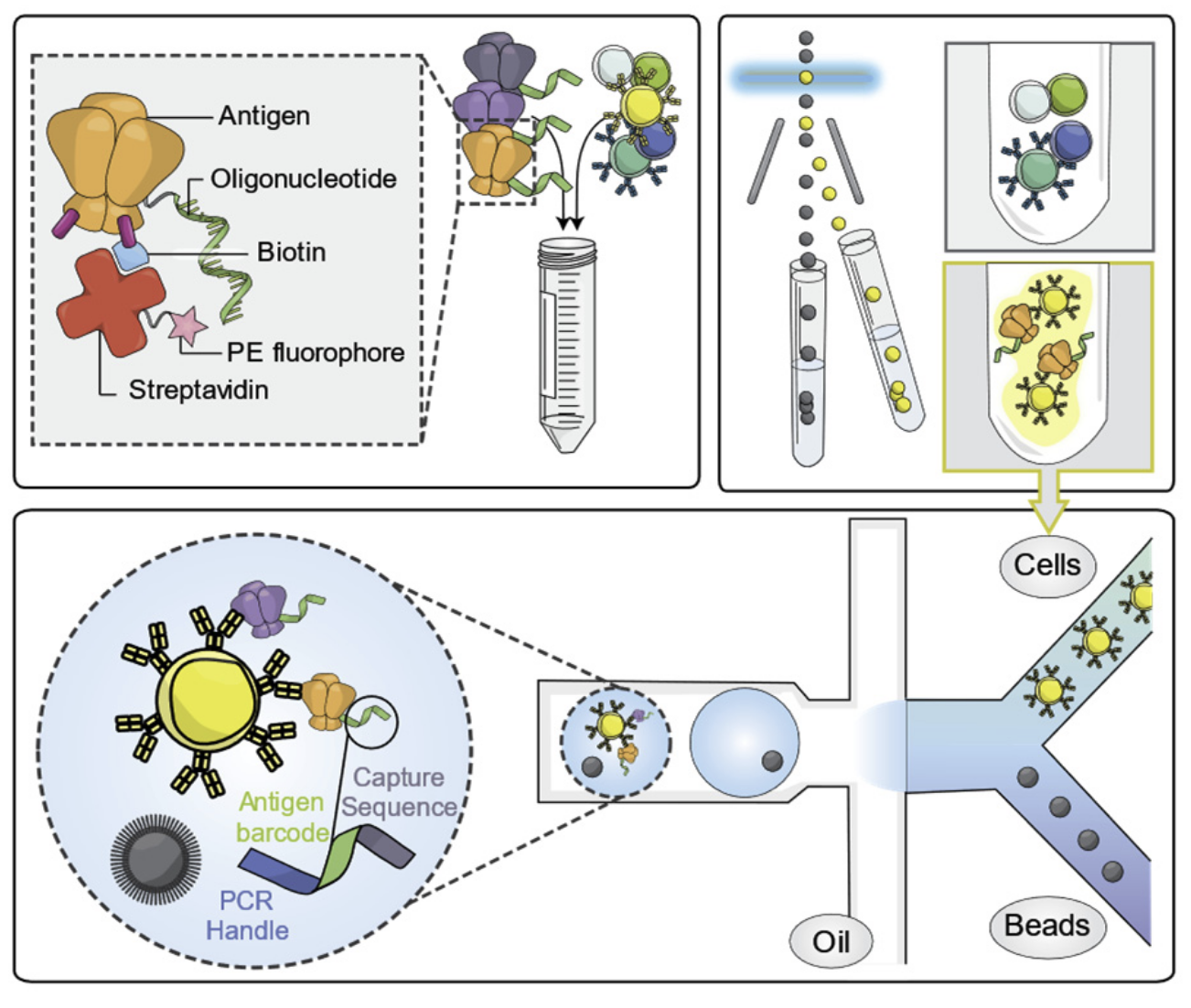 LIBRA-seq: Accelerating antibody discovery