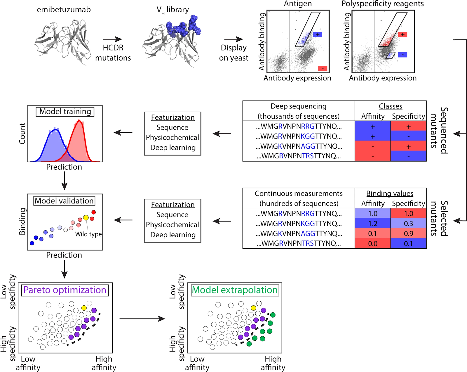 Machine learning in antibody discovery and engineering