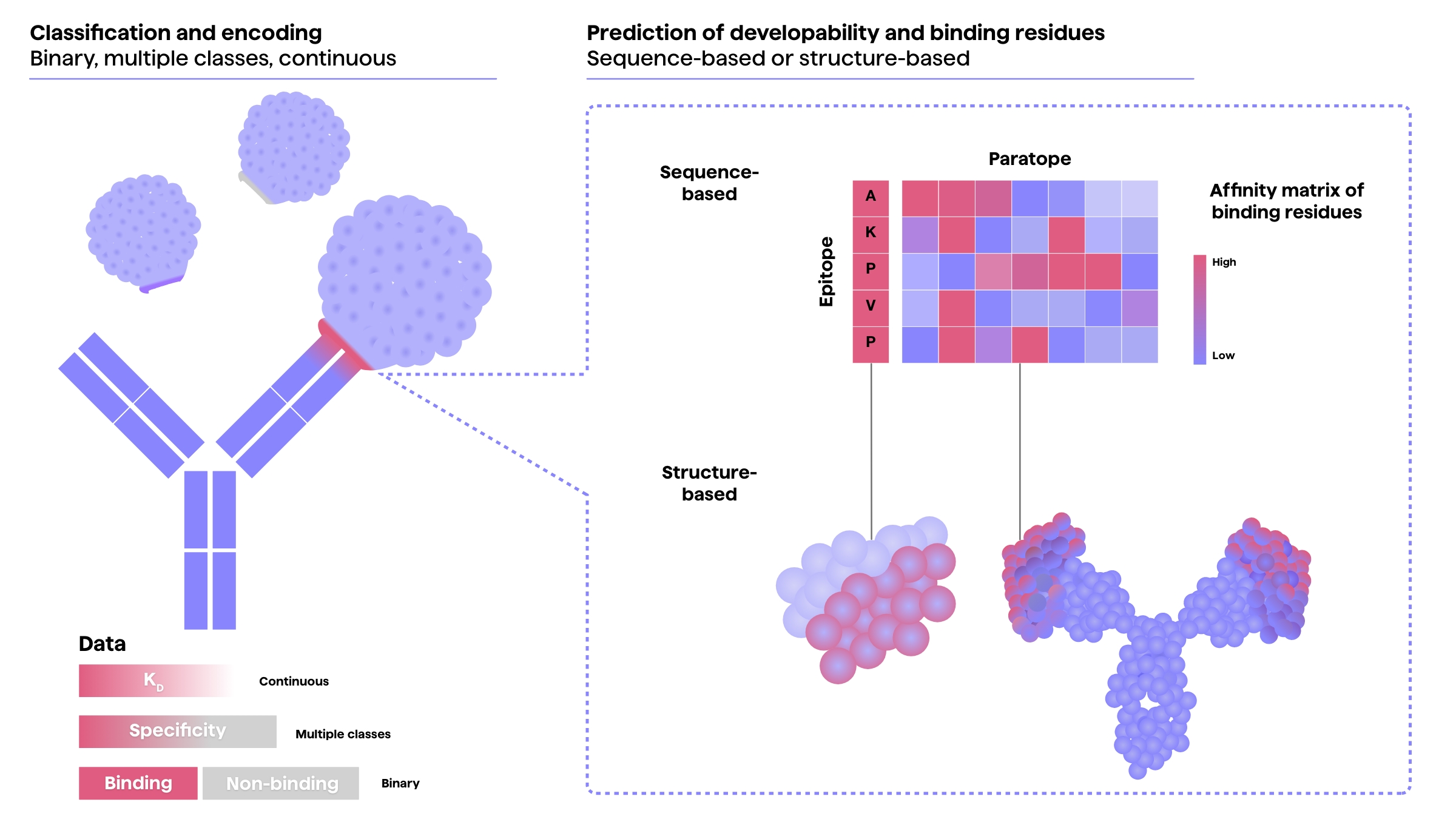 Machine learning in antibody discovery and engineering