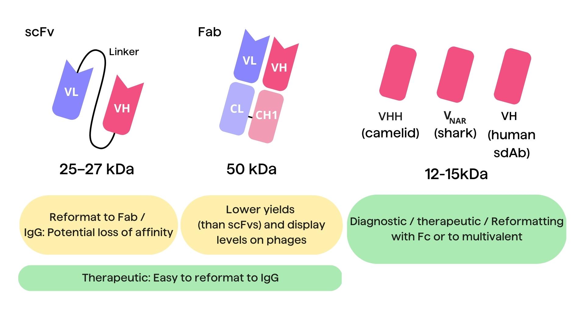 In vitro display technologies in antibody discovery and engineering ...