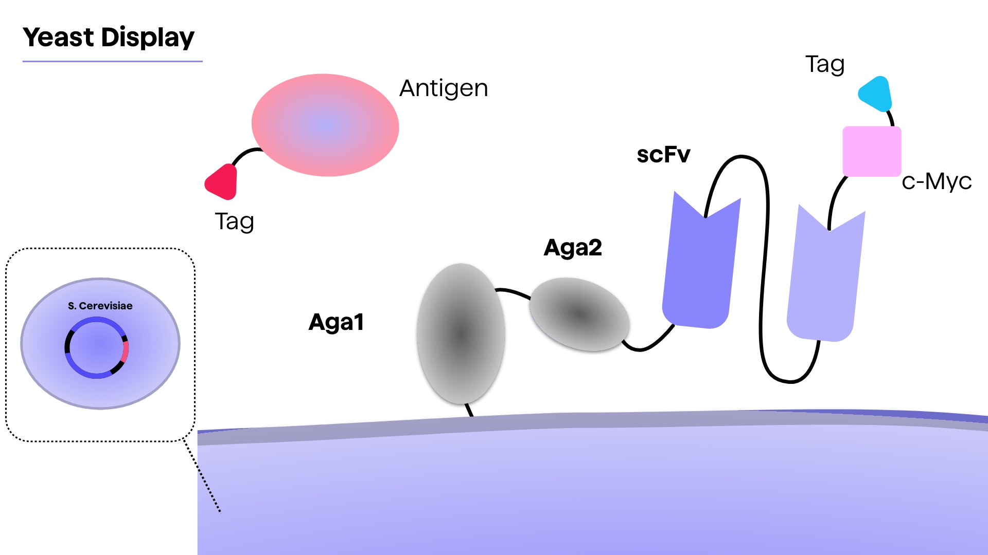 In vitro display technologies in antibody discovery and engineering ...