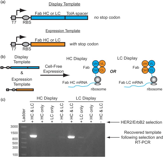 In vitro display technologies in antibody discovery and engineering ...