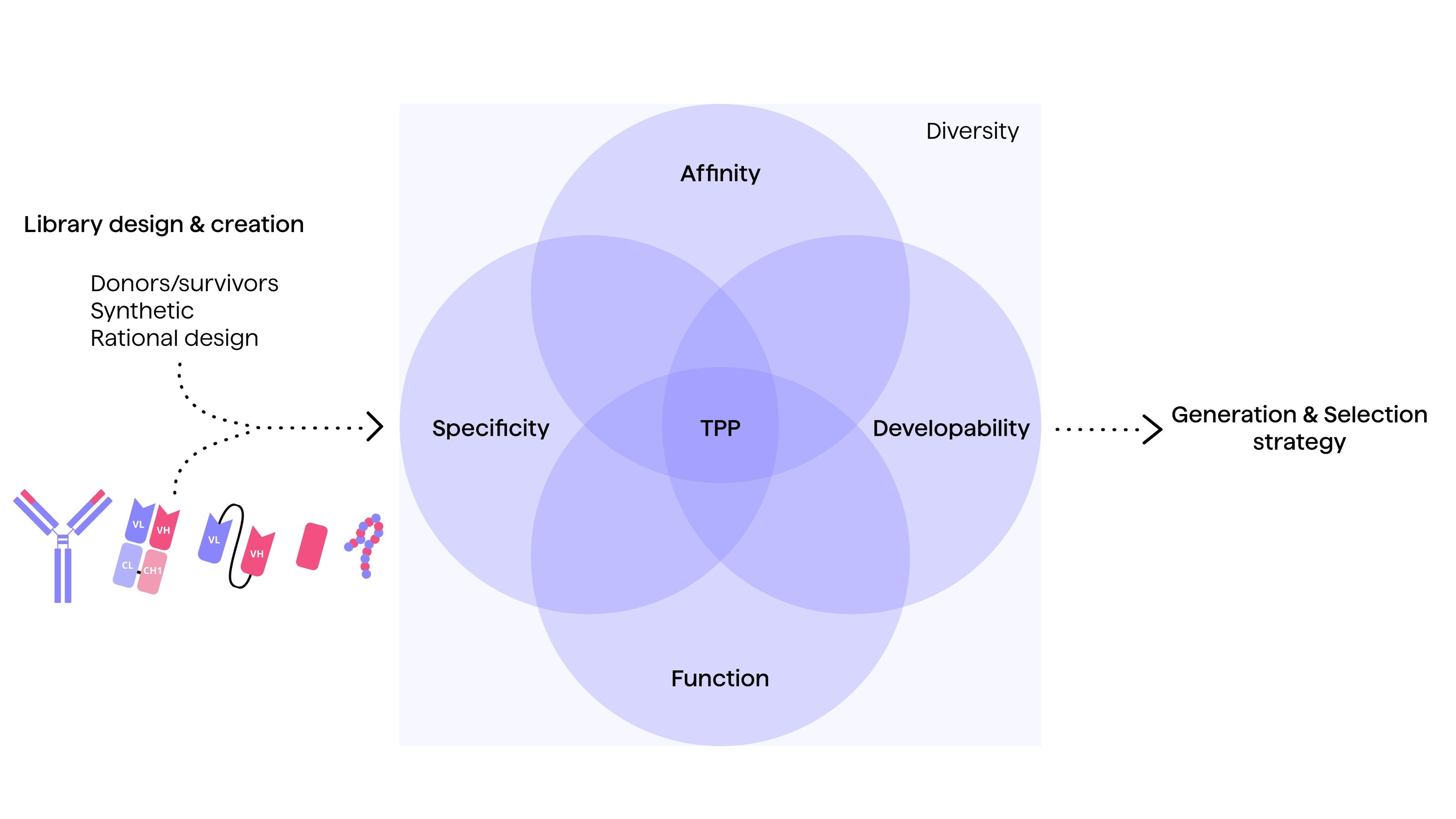 Antibody Library Design