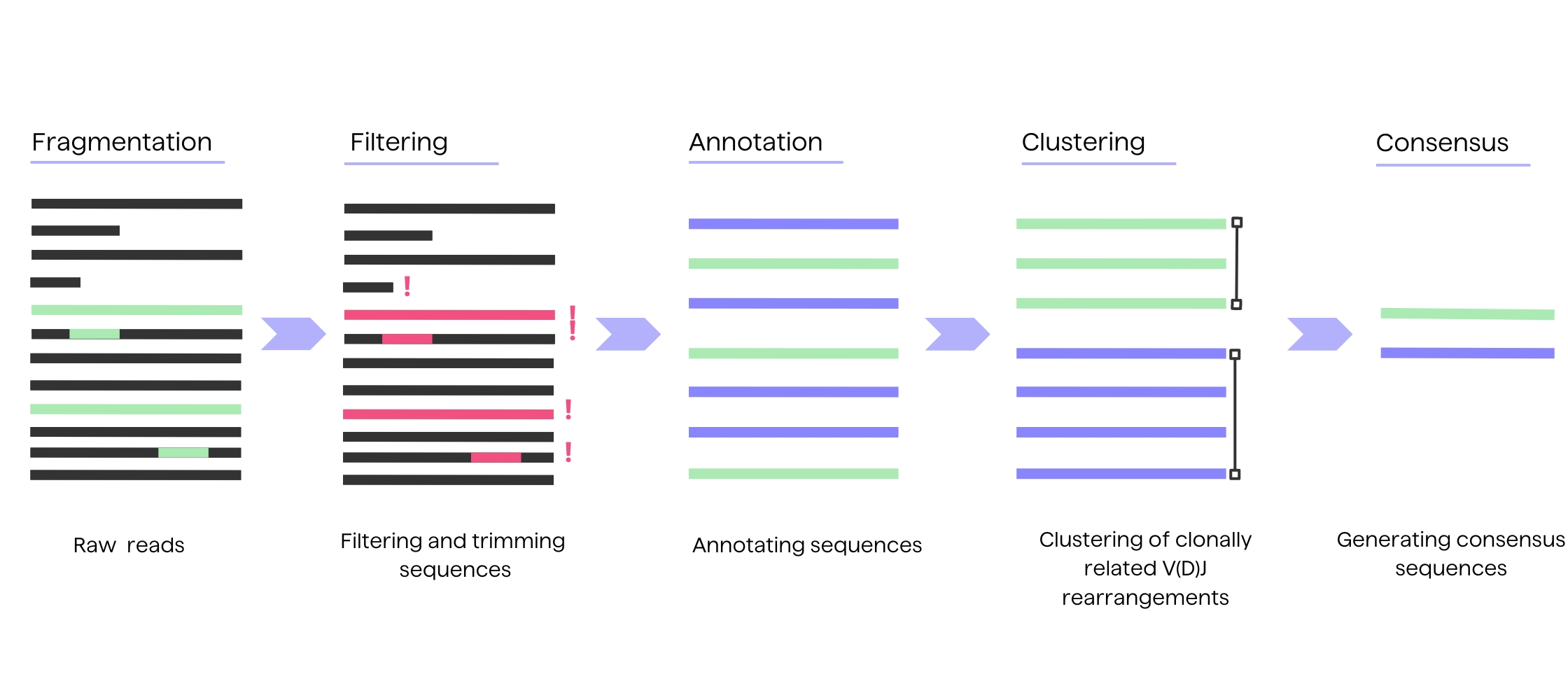 Native heavy-light chain pairing of antibodies with NGS