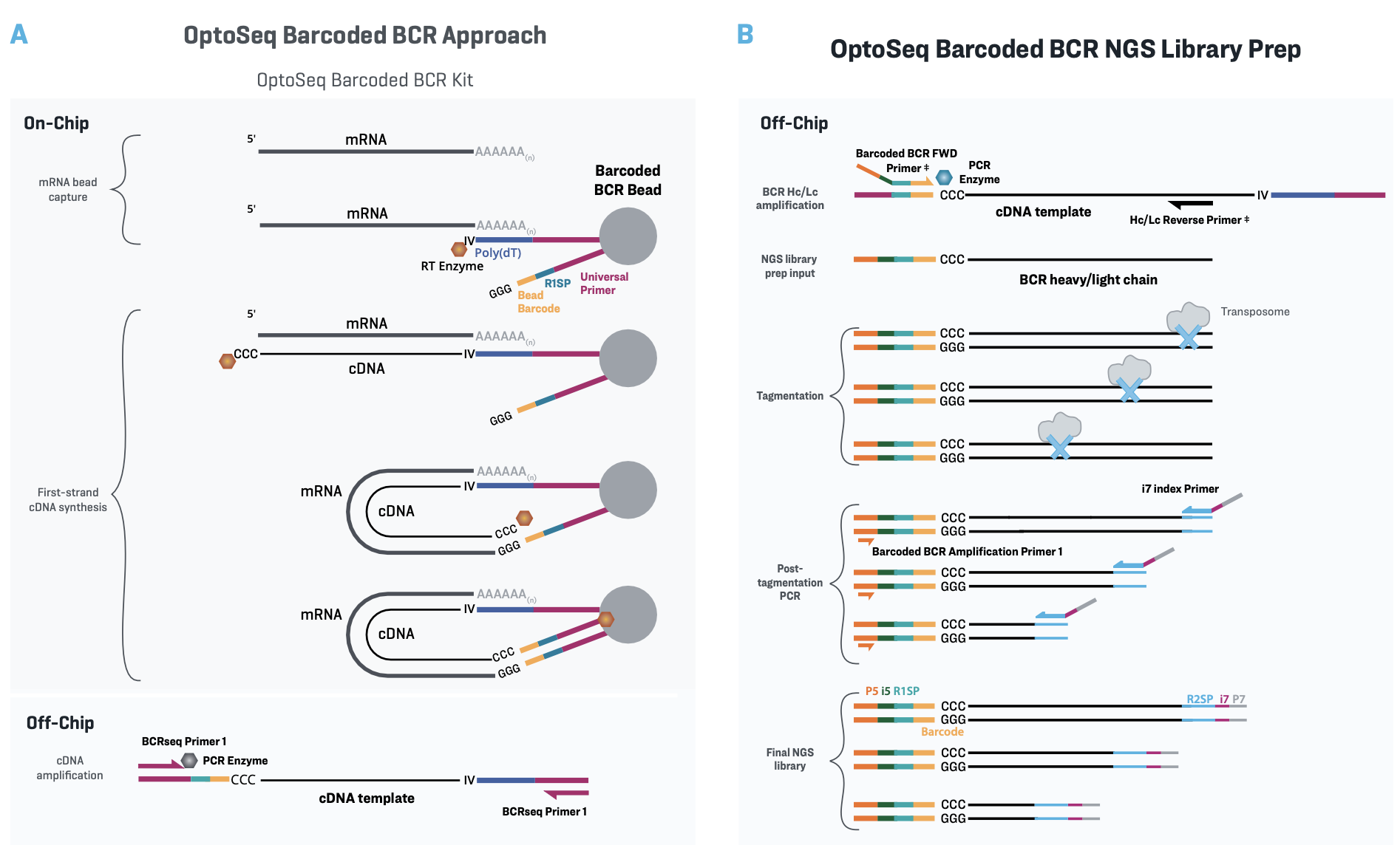 Bruker Cellular Analysis Beacon® Data in PipeBio Software