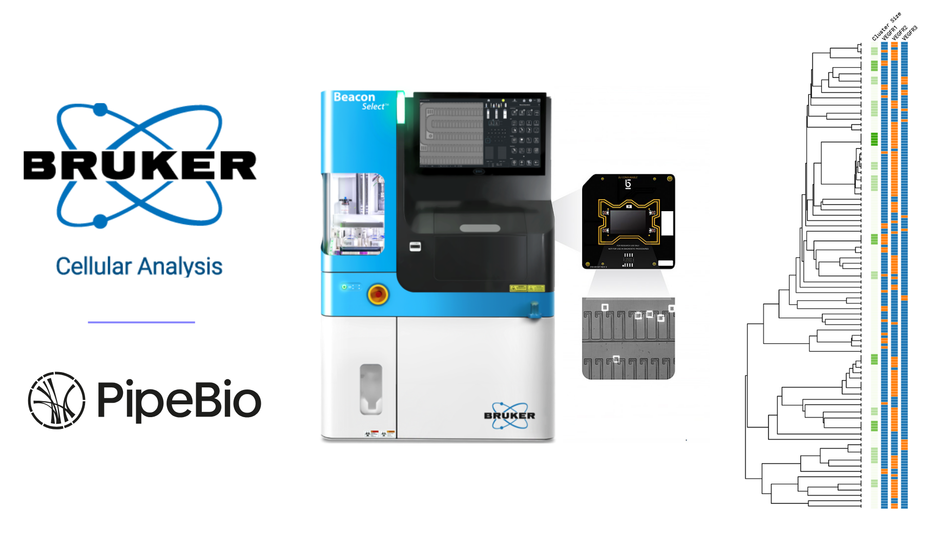 Bruker Cellular Analysis Beacon® Data in PipeBio Software