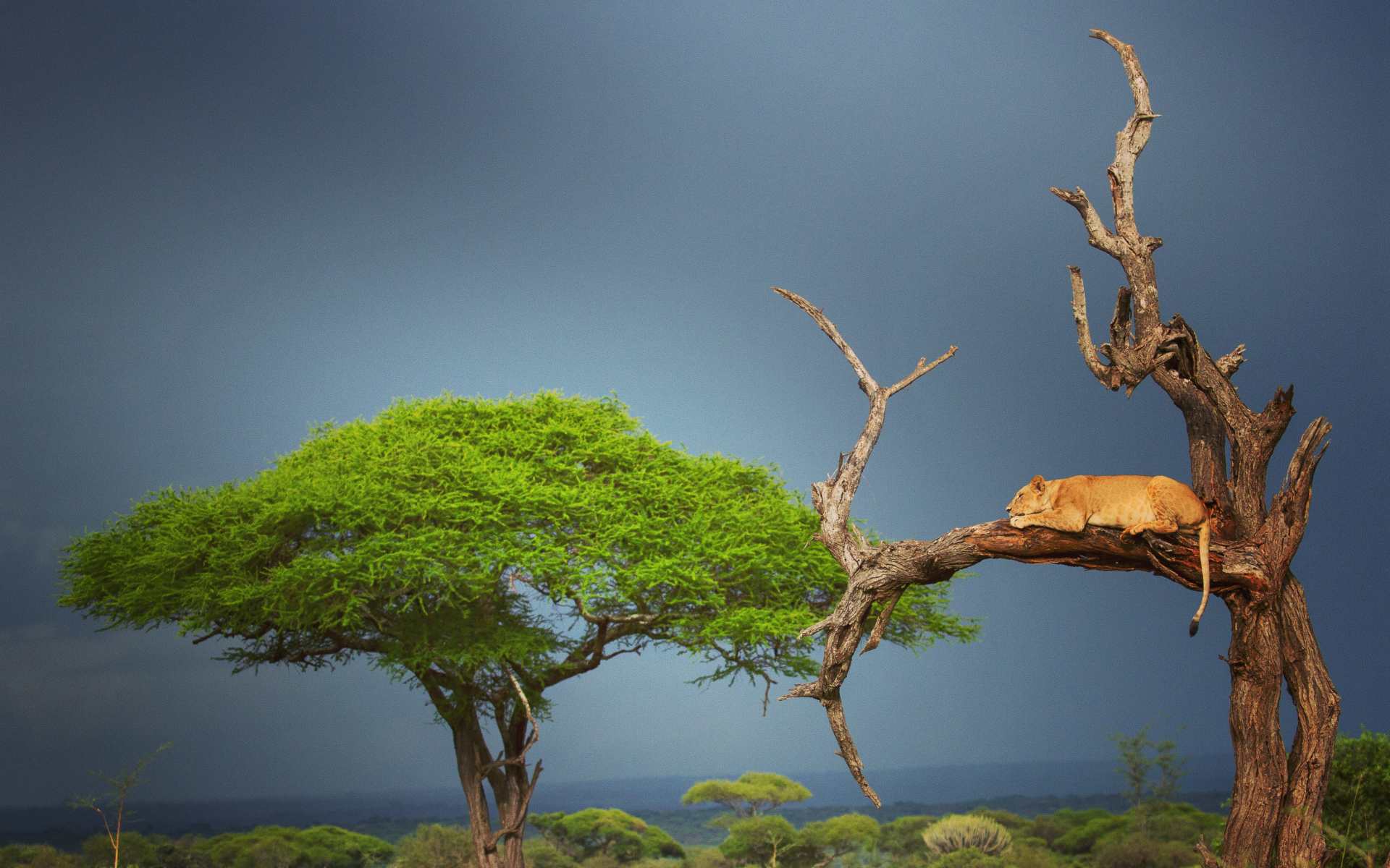 Research and Reports - African People & Wildlife