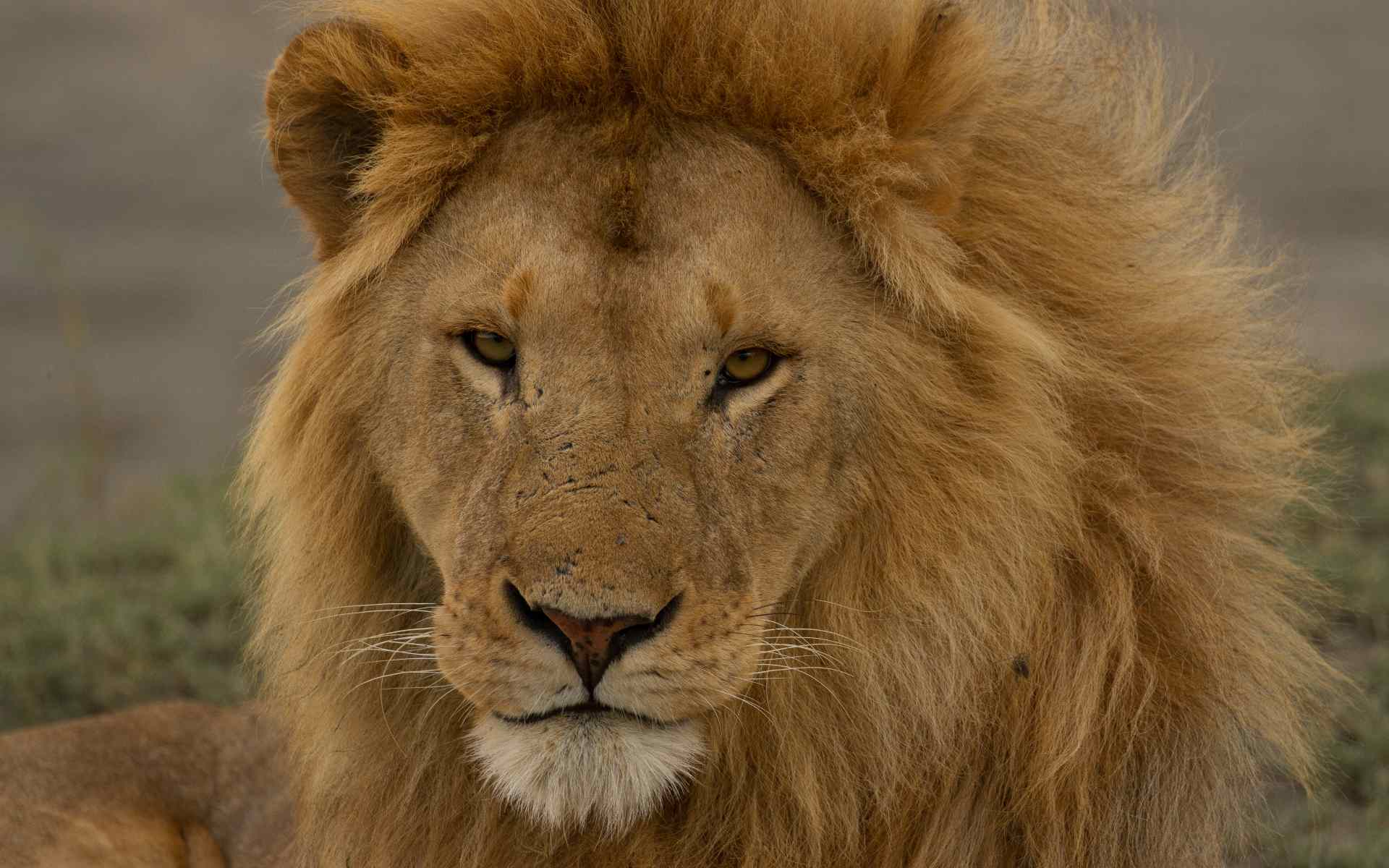 Male lion in Tanzania
