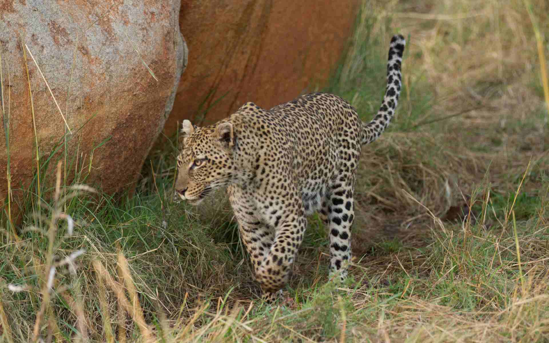 Research and Reports - African People & Wildlife