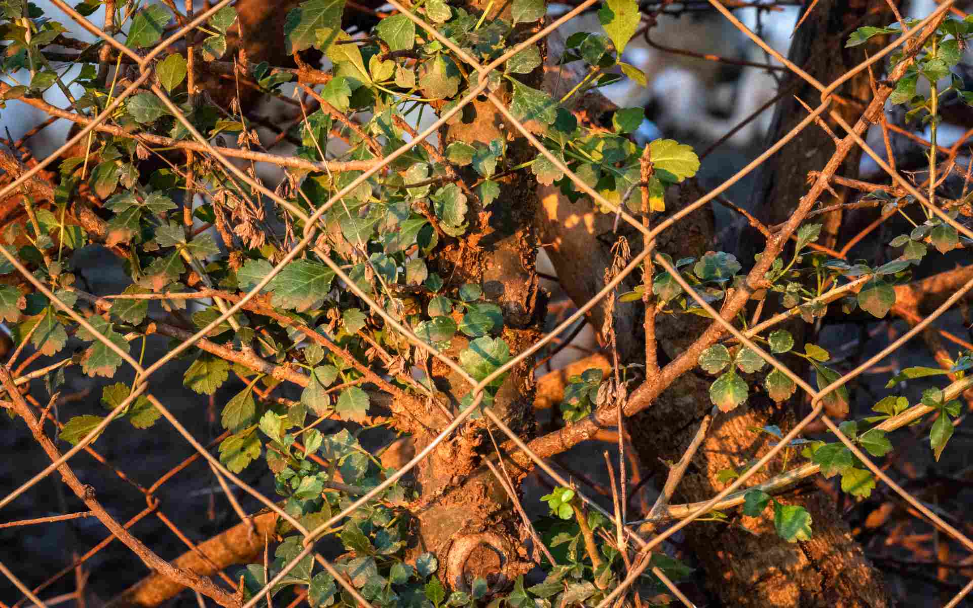 The Benefits of Coexistence