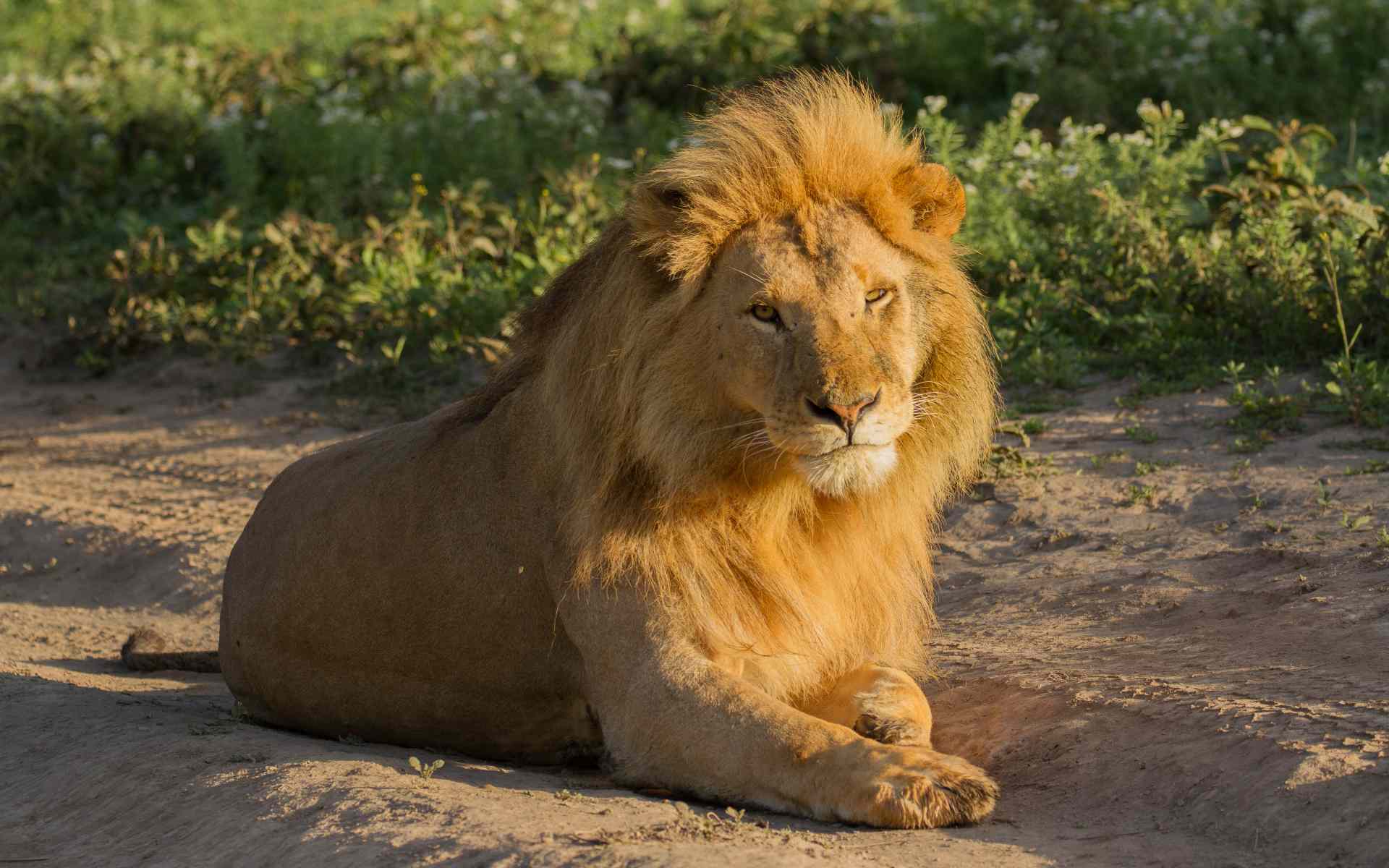 Research and Reports - African People & Wildlife