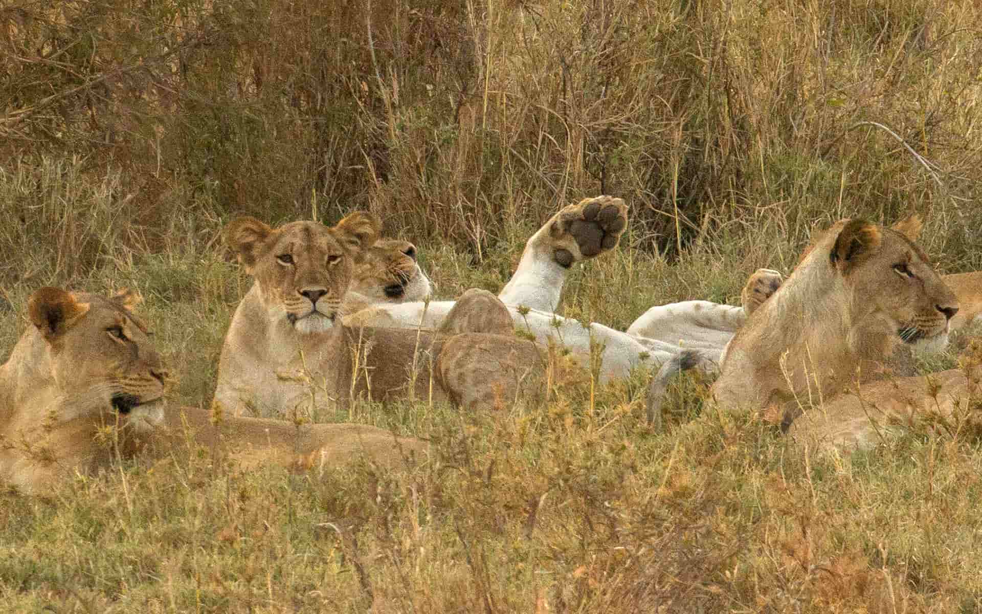 African People & Wildlife