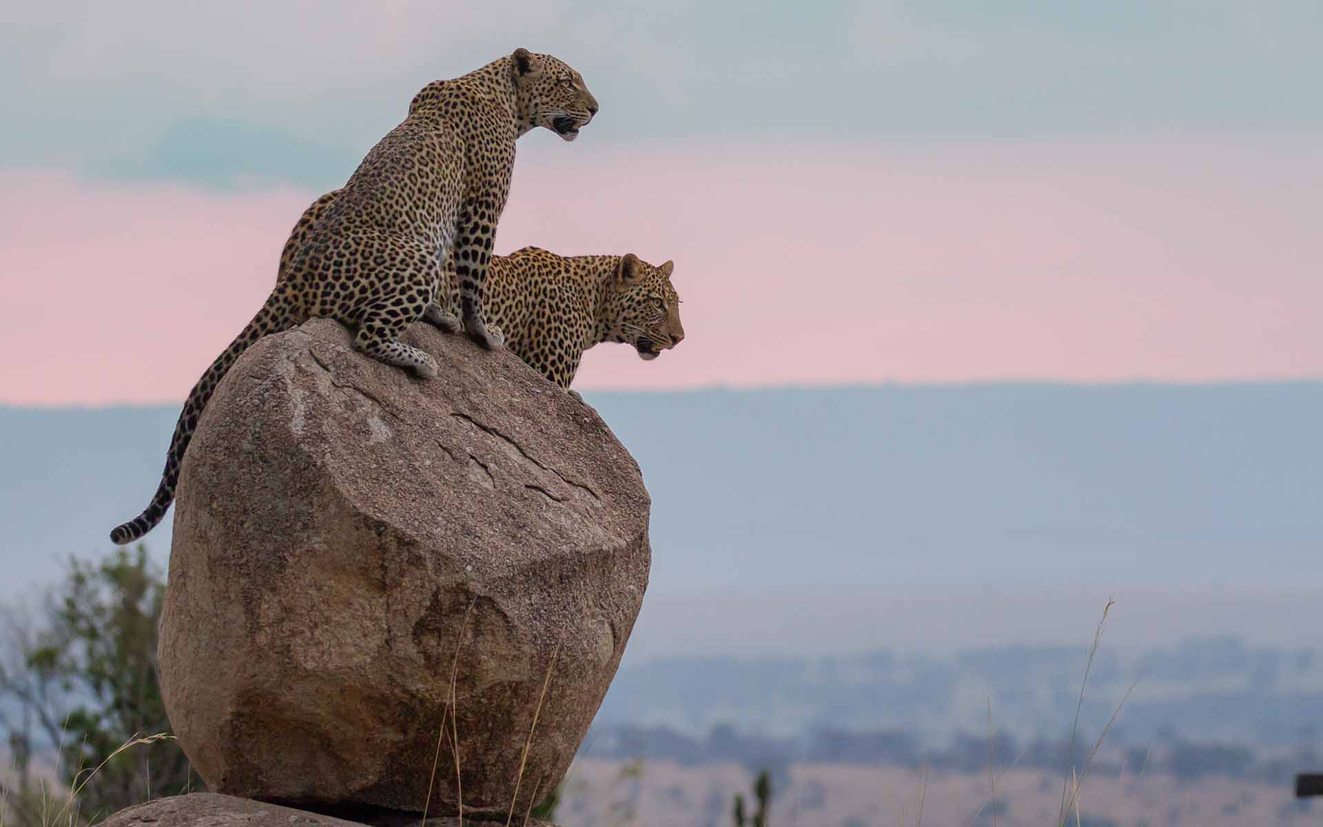 Research and Reports - African People & Wildlife
