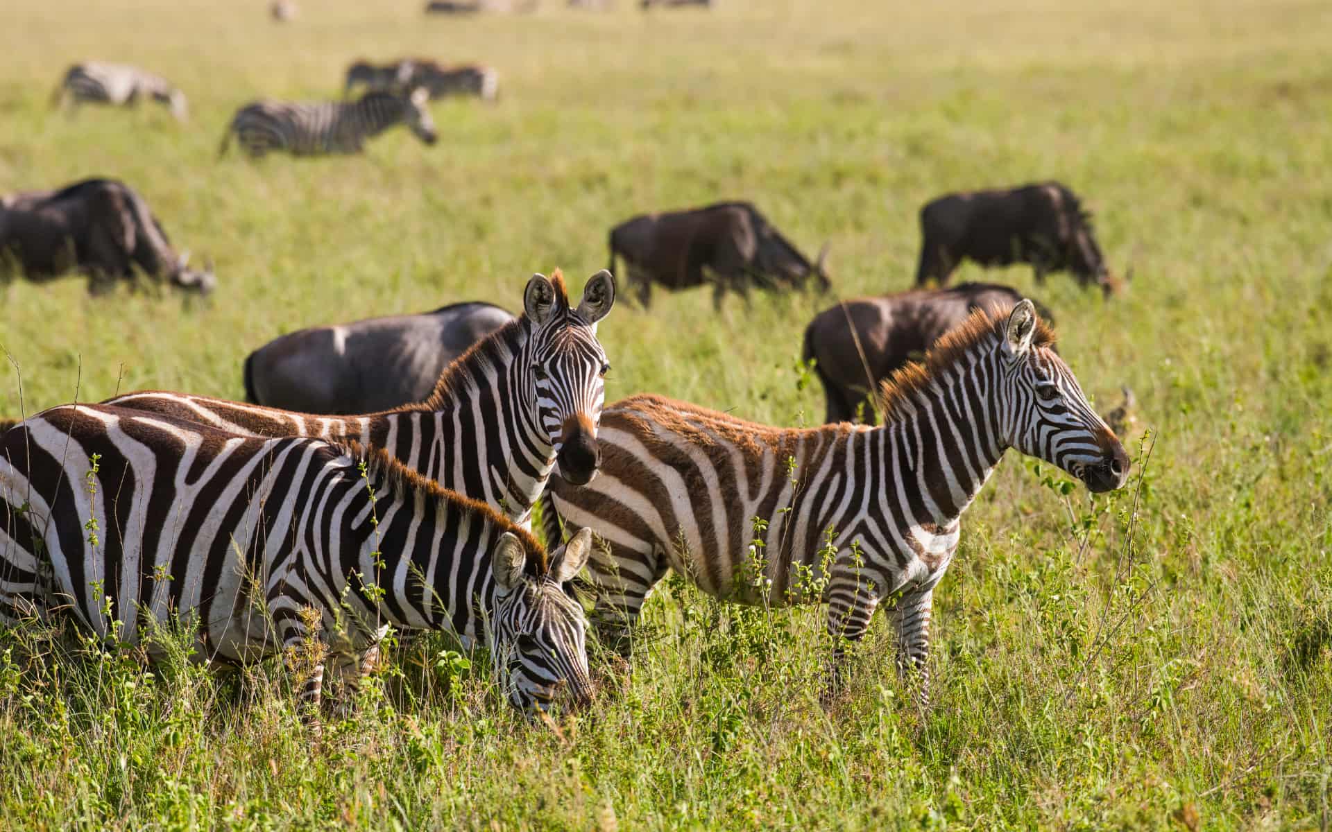 African People & Wildlife