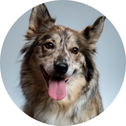 About - PetScreening