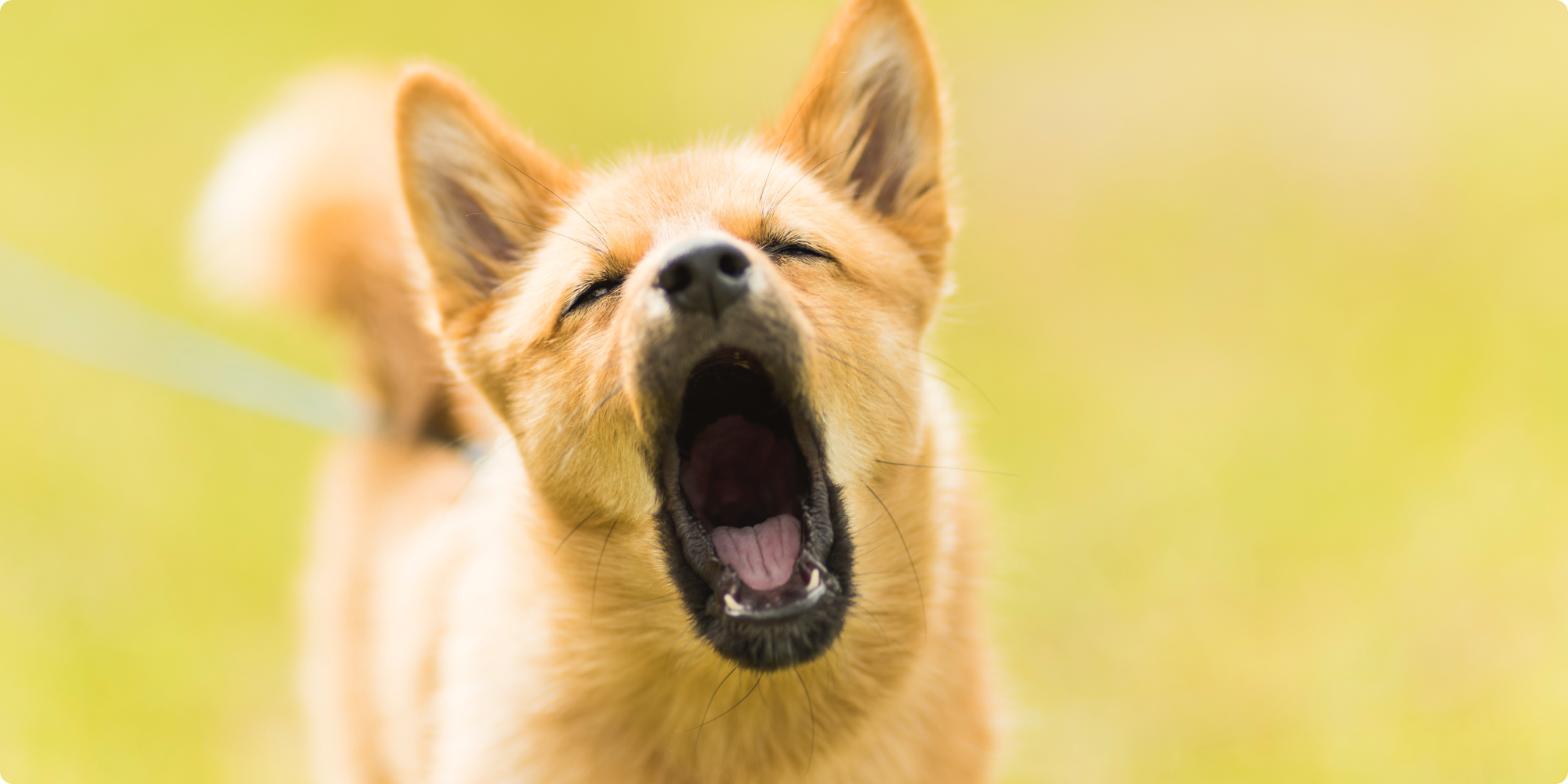 Appeasing the Anti-Pet and Pet-Free Resident - PetScreening