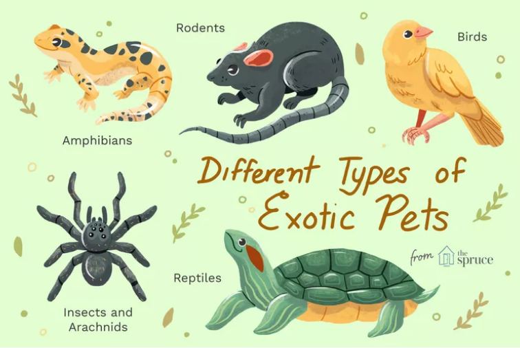 Pet Liability Insurance for Renters: A Definitive 2023 Guide - PetScreening