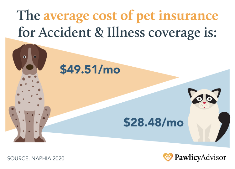 Pros and cons of getting cat insurance - PetScreening