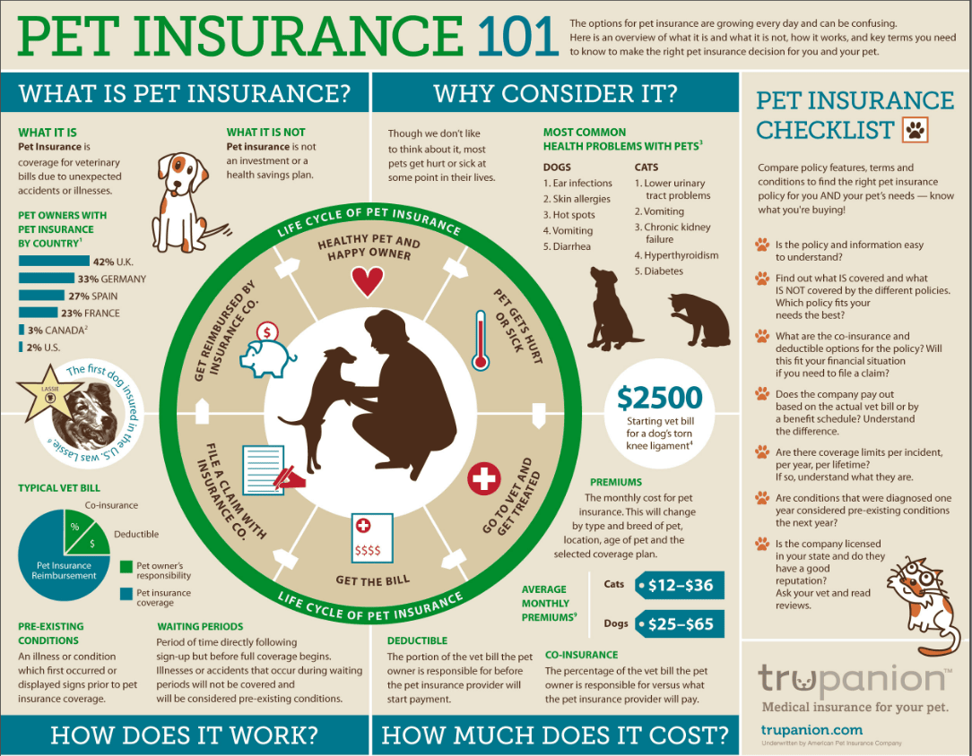 Is Pet Insurance Worth It? A 2023 Guide for Pet Owners - PetScreening