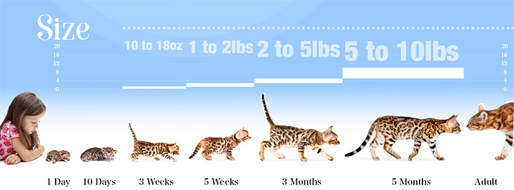 Everything to know about a Bengal cat’s personality - PetScreening