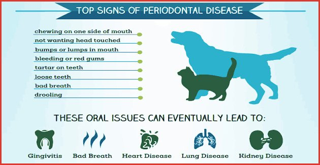 Pet insurance: what's covered? - PetScreening