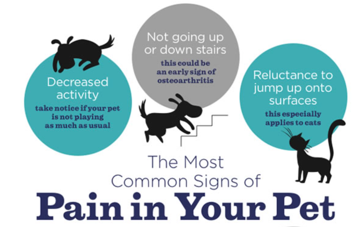 What are pre-existing conditions in pet insurance? - PetScreening
