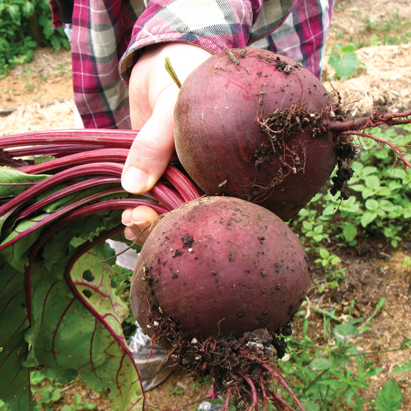 Searles | How to grow beetroot