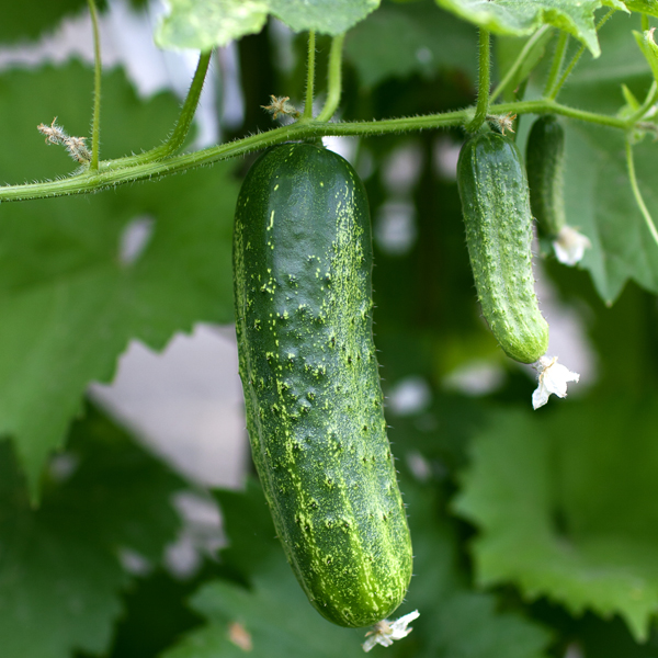 Searles | Growing and planting cucumbers