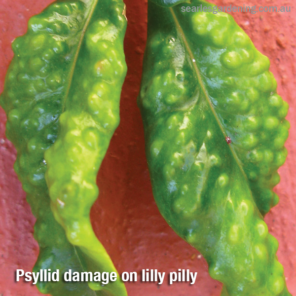 Searles | Australian Native Plants - Pest & diseases