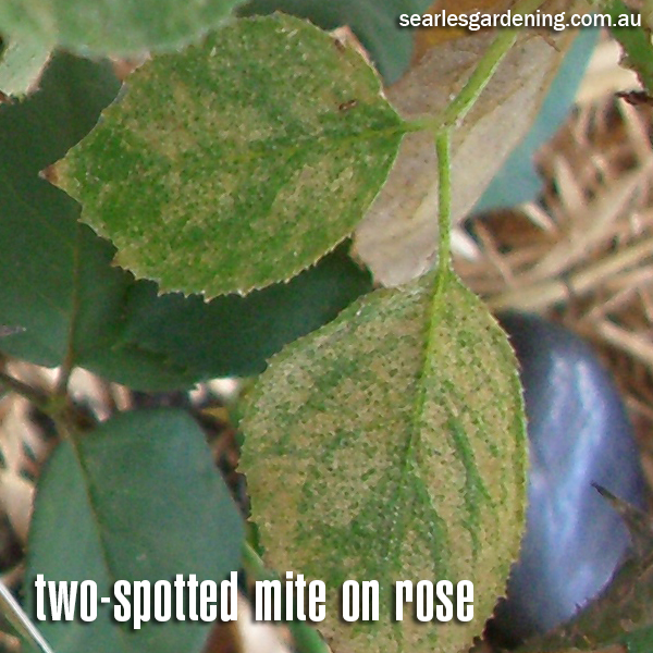 Searles | Complete rose guide to pests & diseases