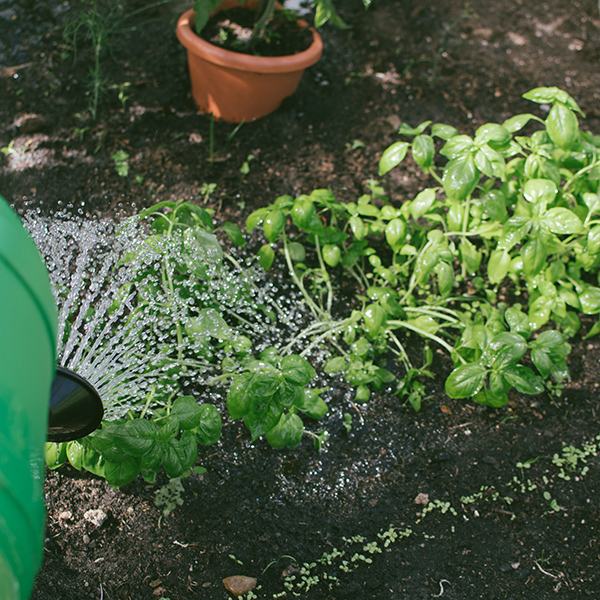 Searles | Planting new plants in the garden