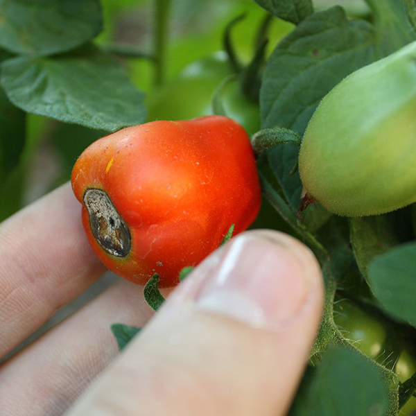 Searles | Control Blossom End Rot in the garden - Treatment