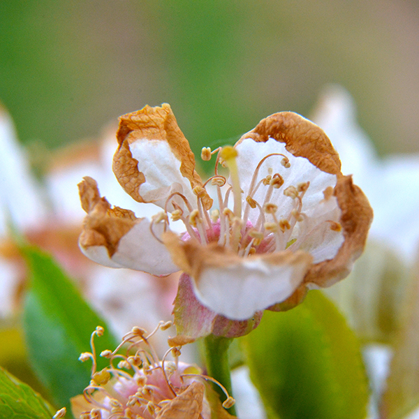 Searles | Control Petal Blight on plants
