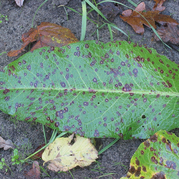 Searles | Control Target Spot on plants and vegetables