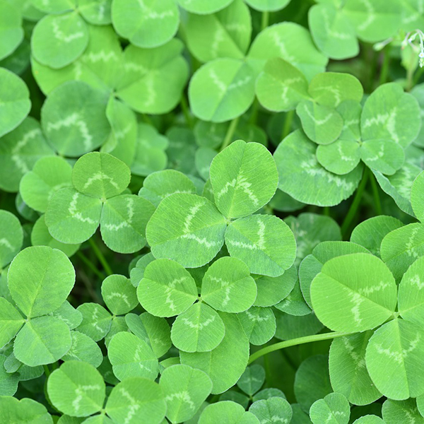Searles | Control Clover in lawns - Treatment
