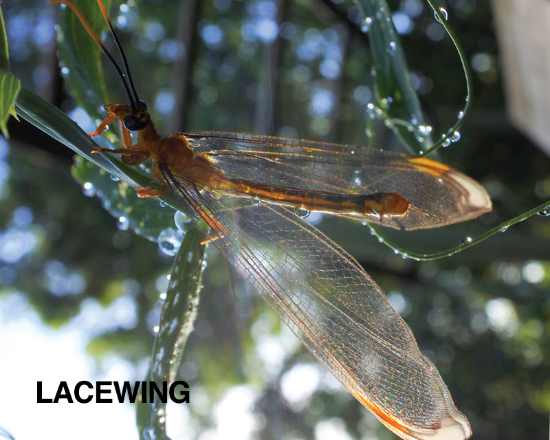Searles | Beneficial Insect - Lacewing