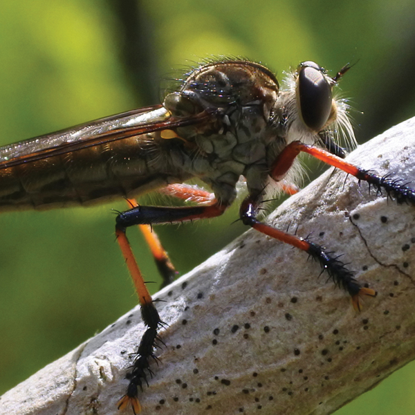 Searles | Beneficial insect - Robber fly